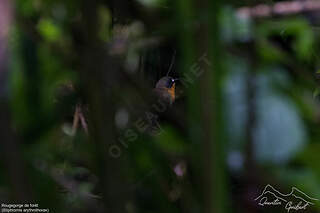 Rougegorge de forêt - Stiphrornis erythrothorax - qugu327915