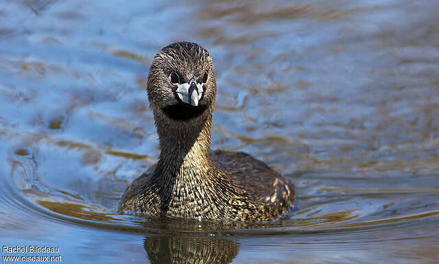 Grèbe à bec bigarré adulte - rabi81899