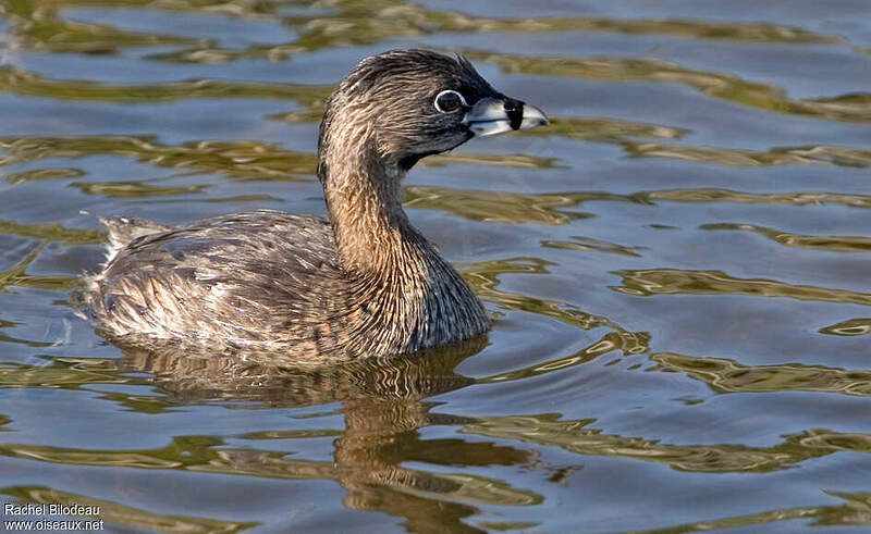 Grèbe à bec bigarré adulte - rabi36789