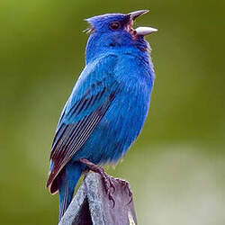Passerin indigo - Passerina cyanea