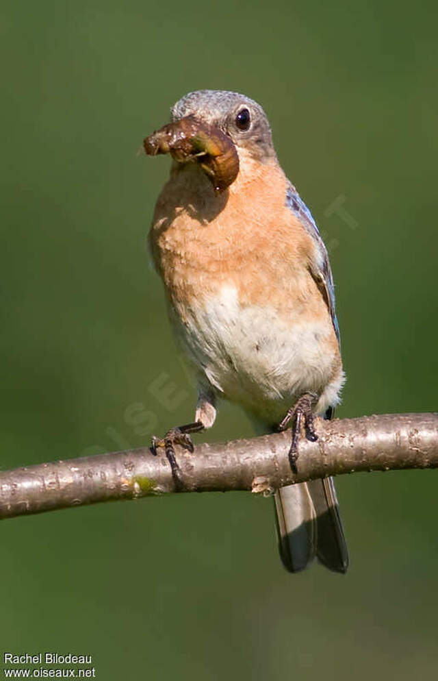 Merlebleu de l'Est - rabi72177