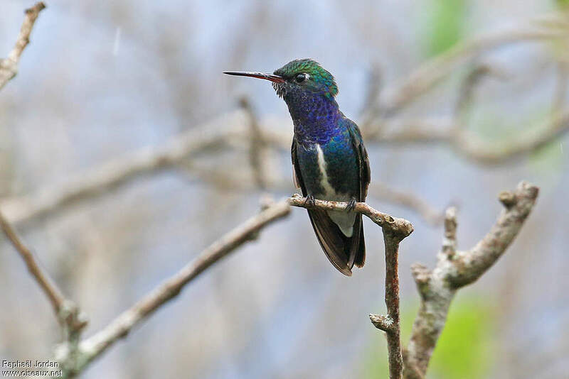 Sapphire-spangled Emerald - Chionomesa lactea male adult - rajo308551