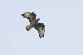 Cape Verde Buzzard - Pictures, page 1