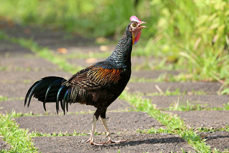 Coq de Java mâle adulte - rajo373542