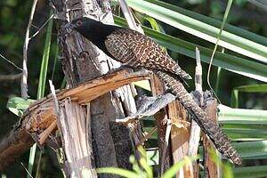 Coucal faisan - Centropus phasianinus
