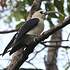 Sickle-billed Vanga - Pictures, page 1