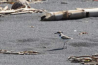 Javan Plover : Geographic range