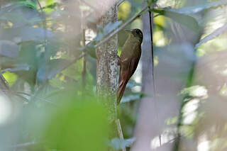 Grimpar à menton blanc - rajo330589