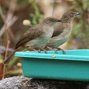 Asian Red-eyed Bulbul - Pycnonotus brunneus