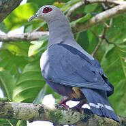 Pinon's Imperial Pigeon - Ducula pinon