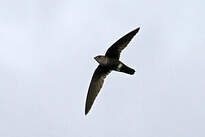 Mottled Spinetail - Telacanthura ussheri