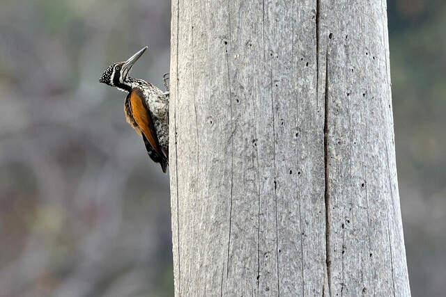 Pic à dos cramoisi - Pic de Tickell femelle adulte - rajo348553