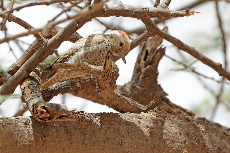 Pic gris mâle - rajo338276