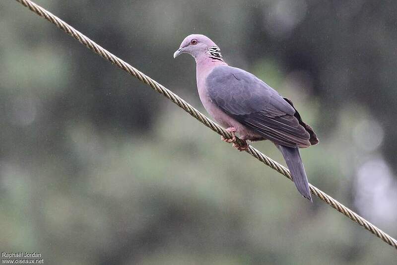 Sri Lanka Wood Pigeon - Columba torringtoniae adult - rajo290826