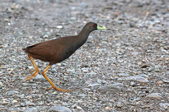 Râle des Philippines adulte - rajo370176