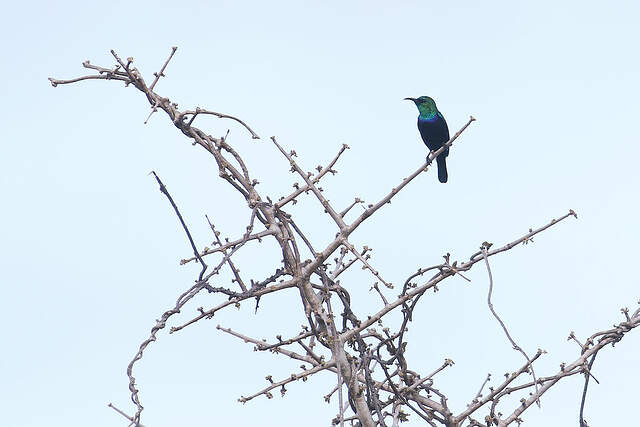 Souimanga à poitrine violette adulte - rajo266388