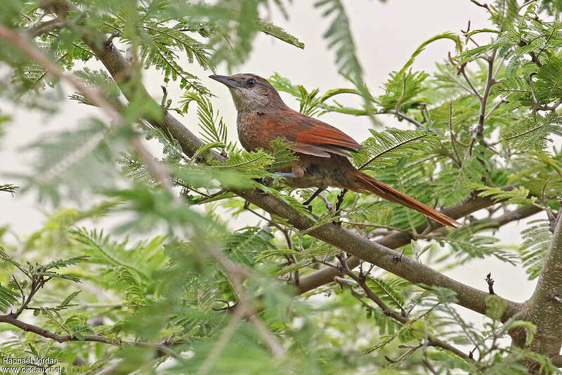 Synallaxe à dos marron adulte - rajo303308