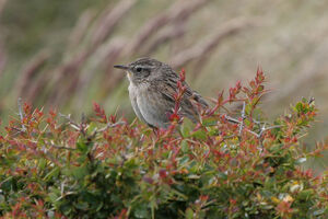 Synallaxe austral - Asthenes anthoides