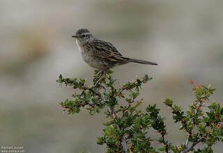 Synallaxe austral adulte - rajo264566