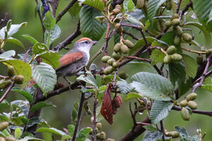 Line-cheeked Spinetail - Cranioleuca antisiensis
