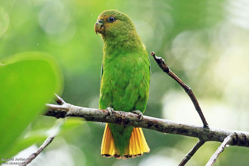 Golden-tailed Parrotlet - Touit surdus - rajo308640