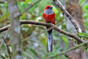 Whitehead's Trogon - Harpactes whiteheadi