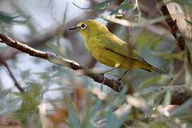 Angola White-eye 1 - alphabetic order by Raphaël Jordan - ref:rajo