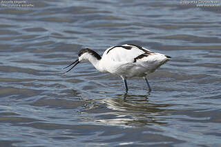 Avocette élégante - rlcn353917