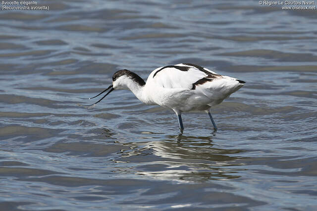 Avocette élégante - rlcn353917