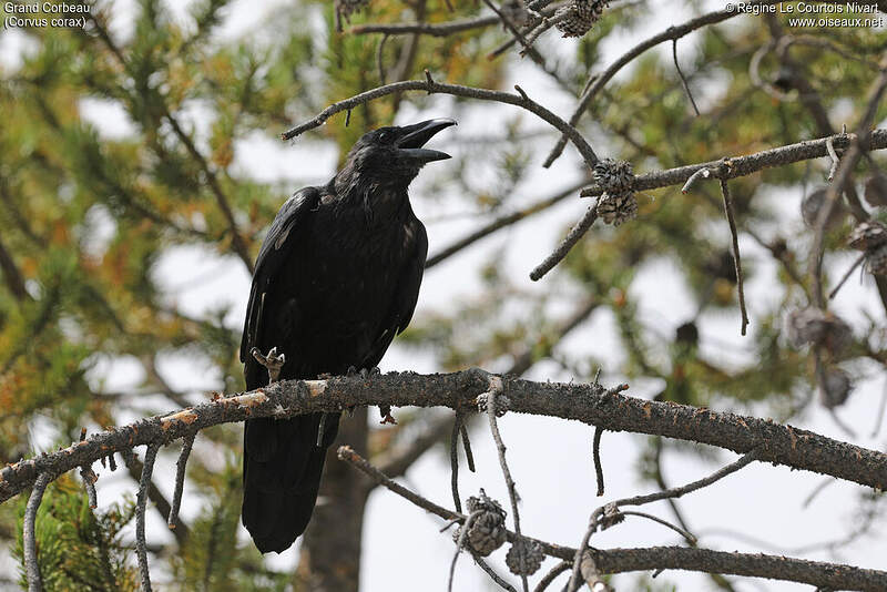 Grand Corbeau - rlcn295712