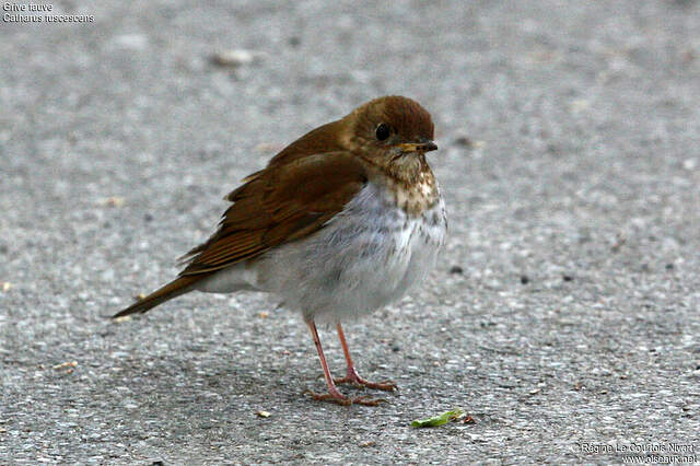 Grive fauve - rlcn137606