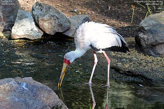 Tantale ibis - Mycteria ibis - rlcn345999