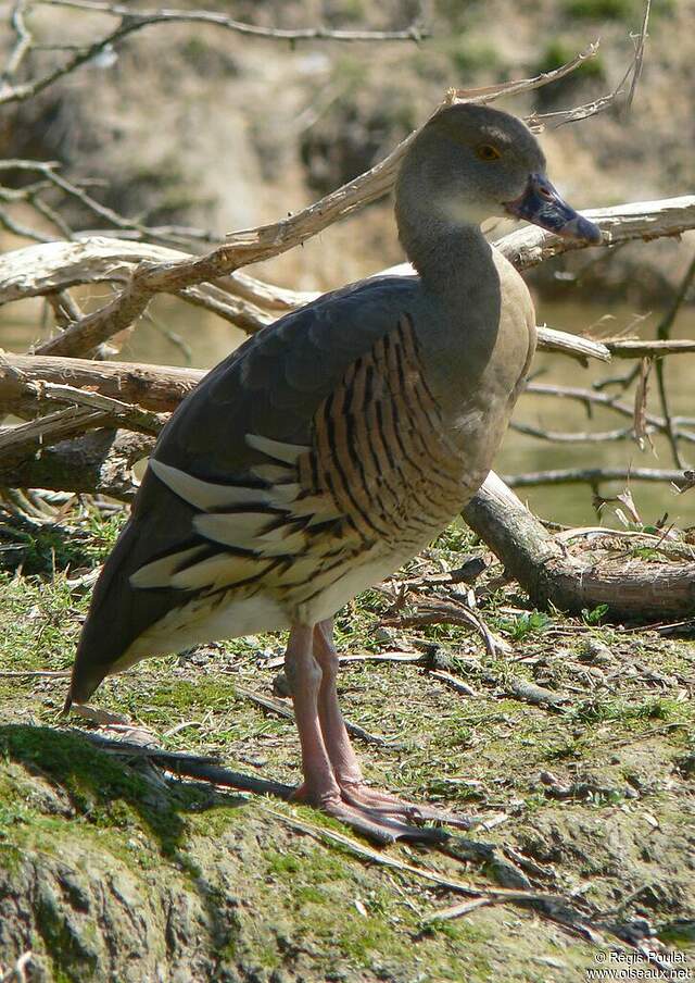 Plumed Whistling Duck - Dendrocygna eytoni - repo51429