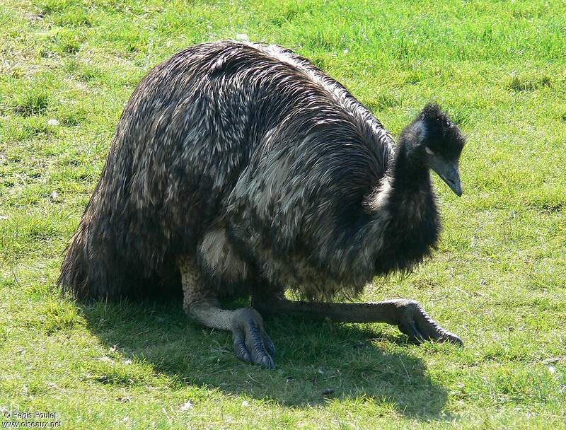 Emu - Dromaius novaehollandiae male adult - repo39717