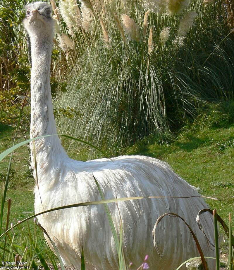 Nandou d'Amérique adulte - repo38756