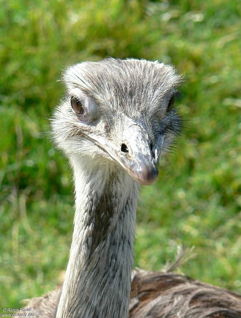 Nandou d'Amérique adulte - repo38757