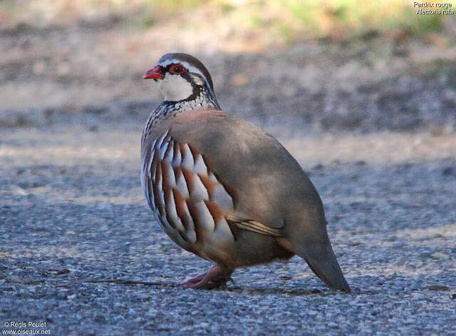 Perdrix rouge adulte - repo128589