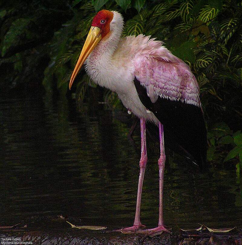 Tantale indien adulte - repo40972