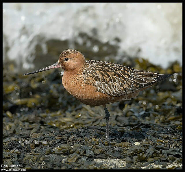 Barge rousse adulte nuptial - reho23642