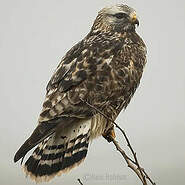 Buse pattue - Buteo lagopus