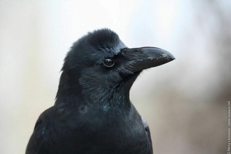 Corbeau à gros bec - rele19343