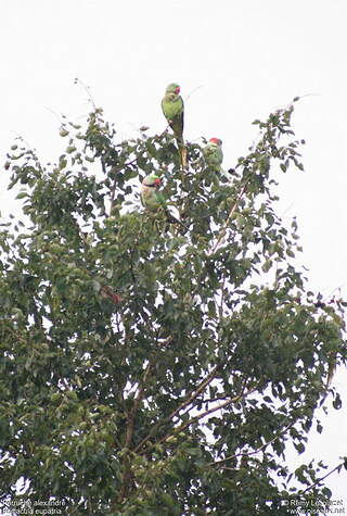 Perruche alexandre adulte - rele35742