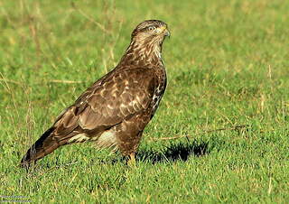 Buse variable subadulte - rlep114530