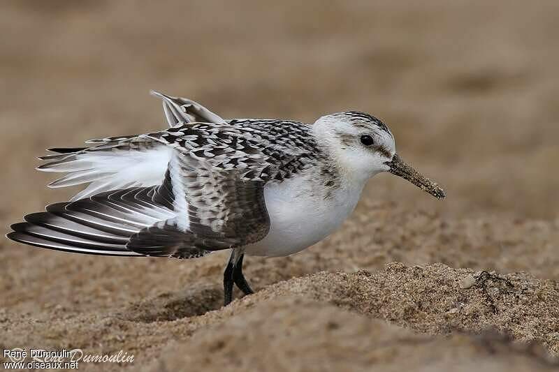 Bécasseau sanderling juvénile - redu126776
