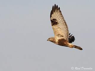 Buse pattue juvénile - redu111079