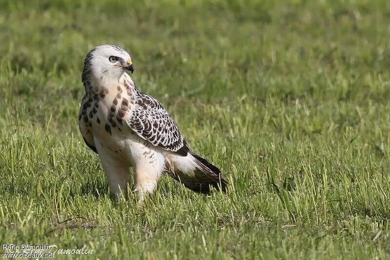 Buse variable juvénile - redu108041