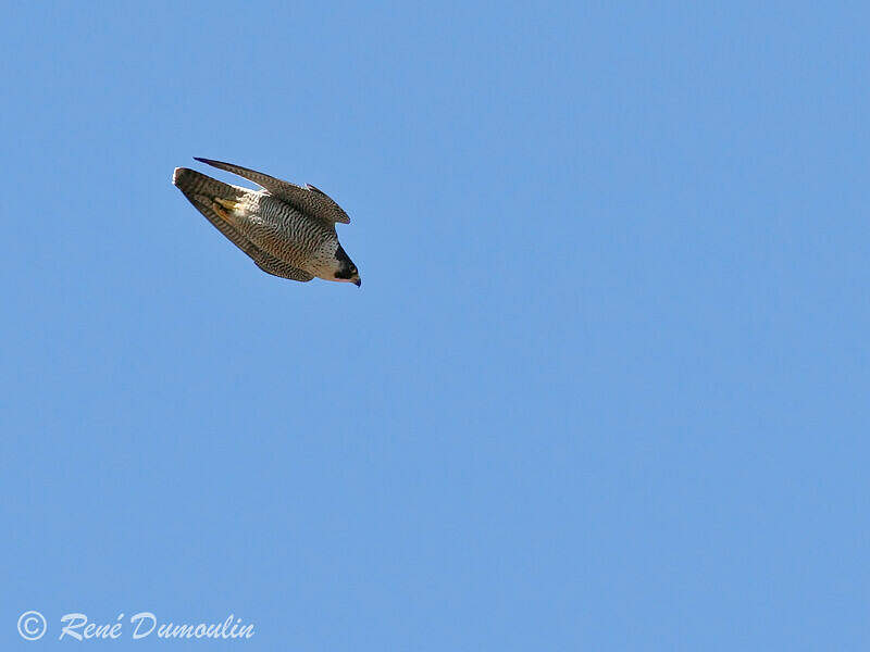 Faucon pèlerin - Falco peregrinus - redu65735