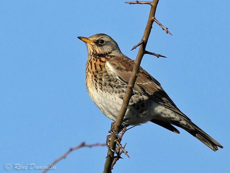 Grive litorne adulte - redu152006