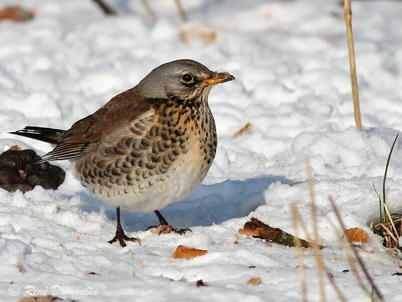 Grive litorne adulte - redu116493