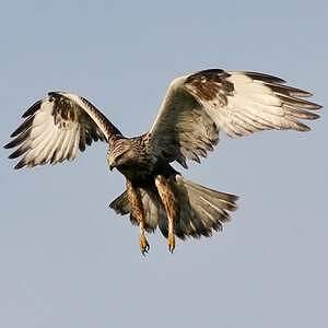 Buse pattue - Buteo lagopus